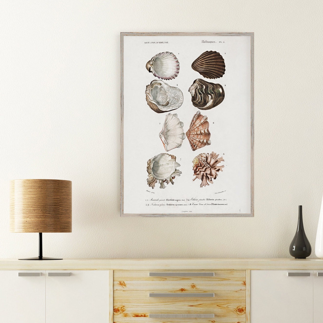 Sea Shell Printable Art, Vintage Lithograph, Ocean Life Wall Art, Sea ...