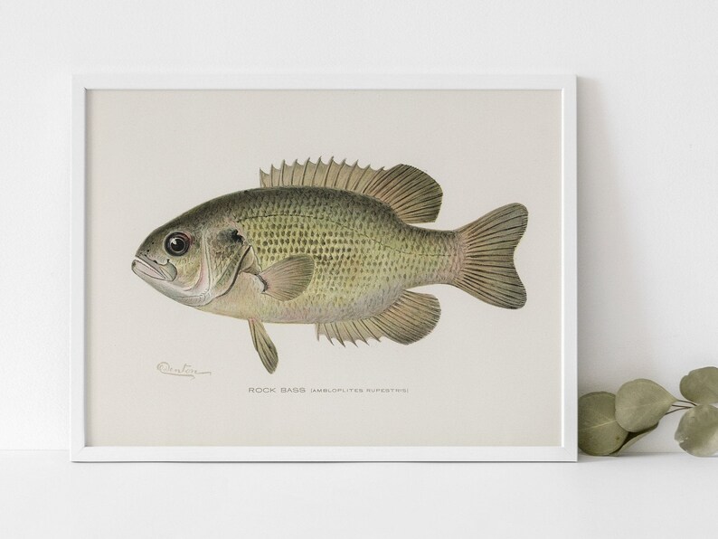 Rock Bass Art Denton Fish Print Rock Bass by S F Denton Rustic - Etsy