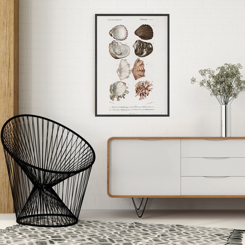 Sea Shell Printable Art, Vintage Lithograph, Ocean Life Wall Art, Sea ...