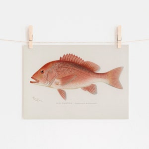 Red Snapper Art Red Fish Print Denton Fish Art Antique Vintage - Etsy