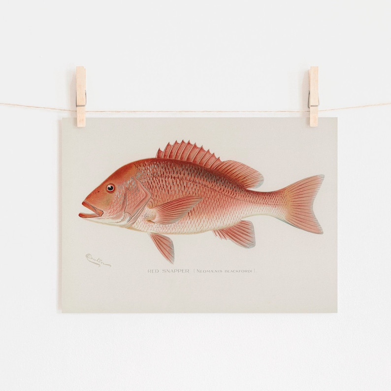 Red Snapper Art Red Fish Print Denton Fish Art Antique Vintage - Etsy