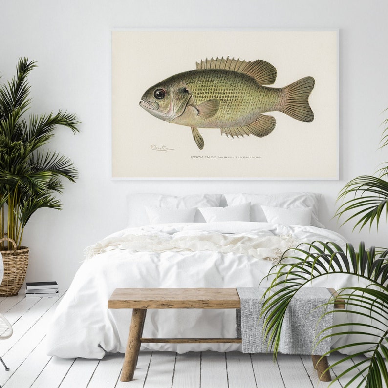 Rock Bass Art Denton Fish Print Rock Bass by S F Denton Rustic - Etsy