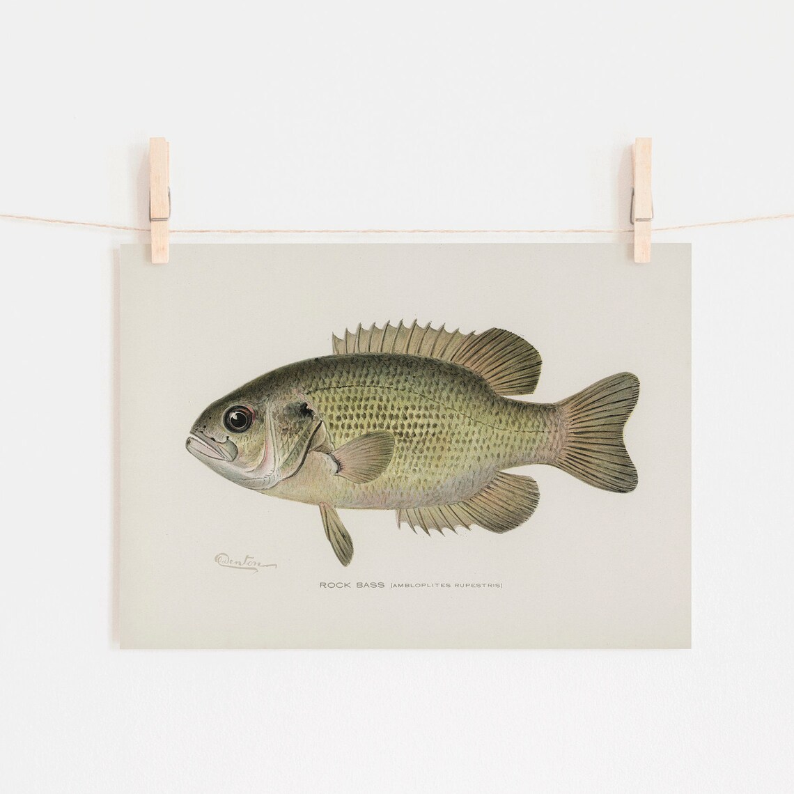 Rock Bass Art Denton Fish Print Rock Bass by S F Denton Rustic - Etsy