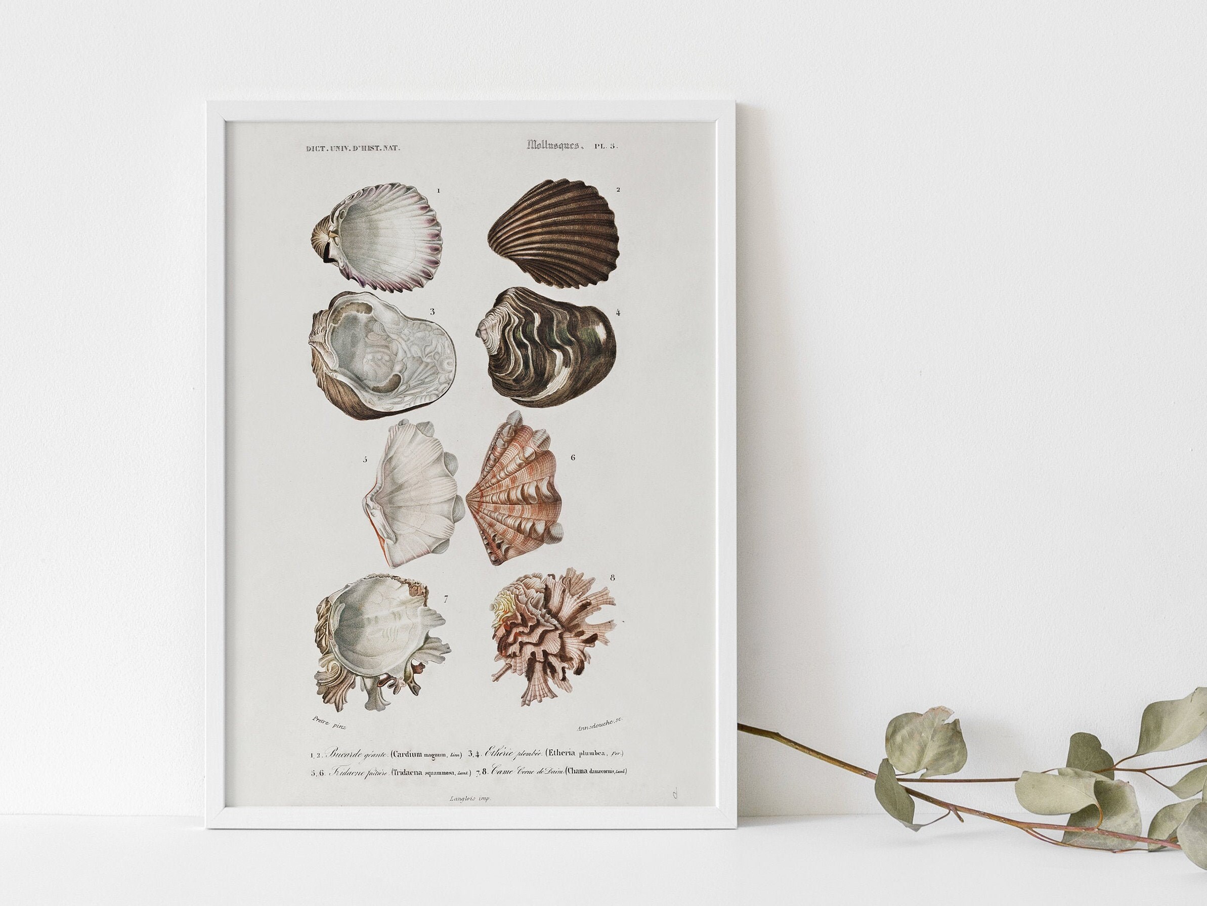 Sea Shell Printable Art, Vintage Lithograph, Ocean Life Wall Art, Sea ...