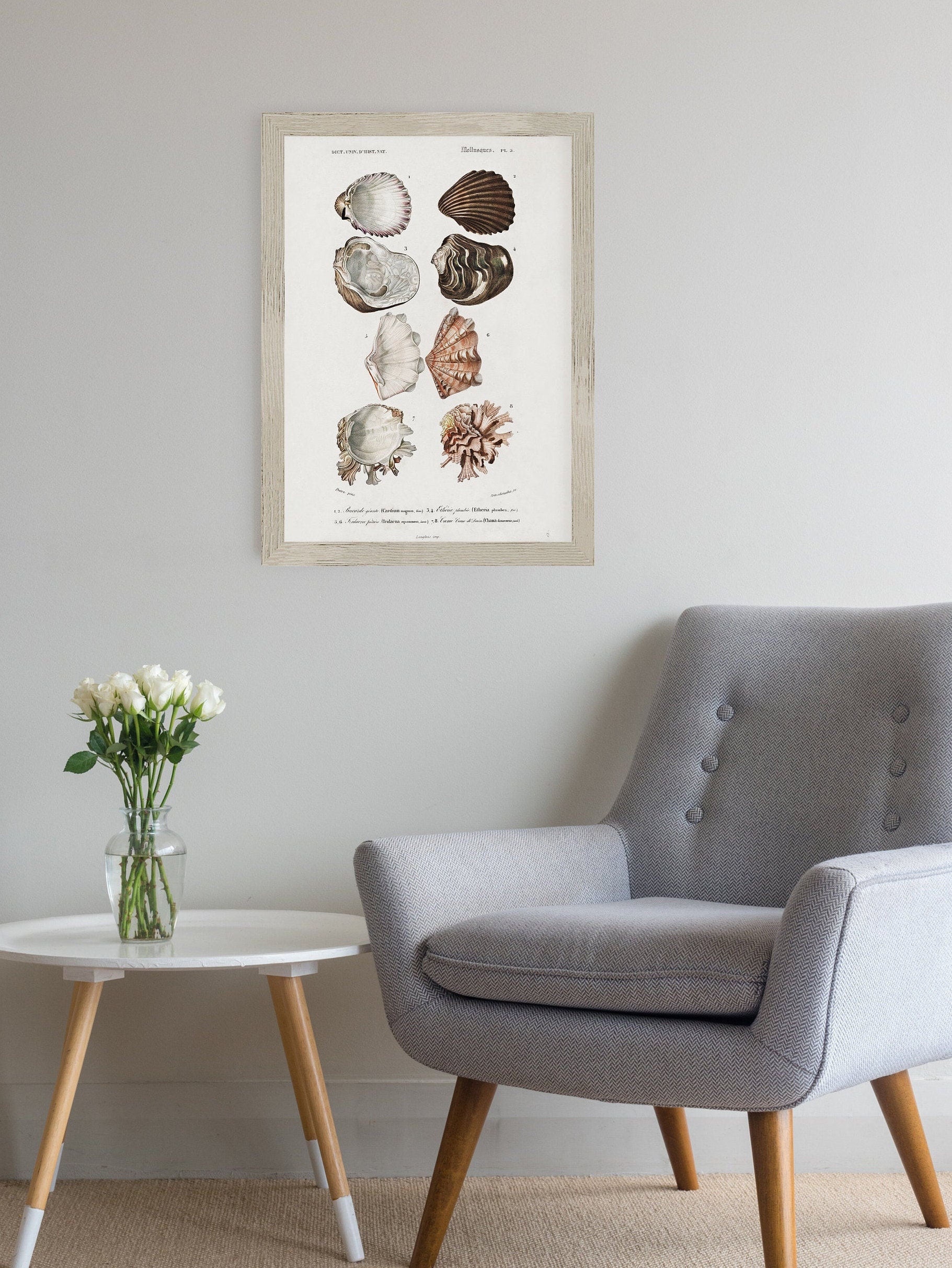 Sea Shell Printable Art, Vintage Lithograph, Ocean Life Wall Art, Sea ...