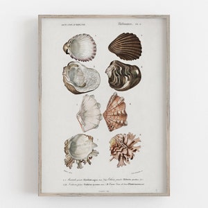 Sea Shell Printable Art, Vintage Lithograph, Ocean Life Wall Art, Sea ...