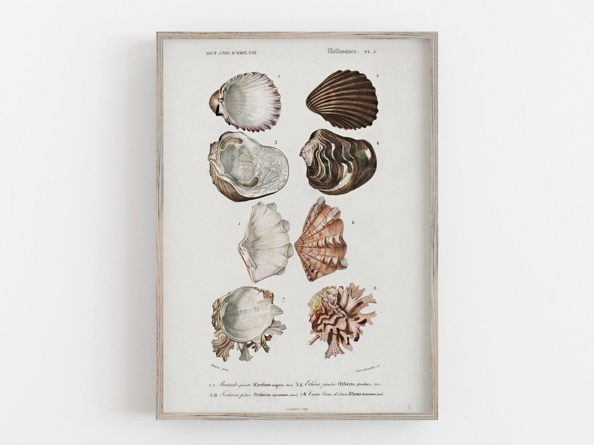 Sea Shell Printable Art, Vintage Lithograph, Ocean Life Wall Art, Sea ...