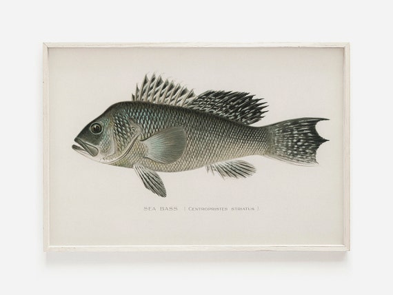 Art & Collectibles Giclée Prints Natural History Print Fisherman Gift ...