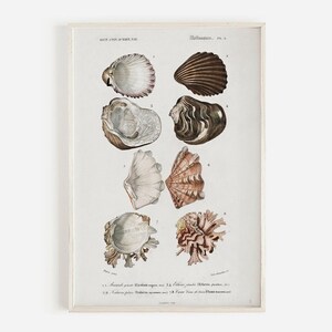 Sea Shell Printable Art, Vintage Lithograph, Ocean Life Wall Art, Sea ...