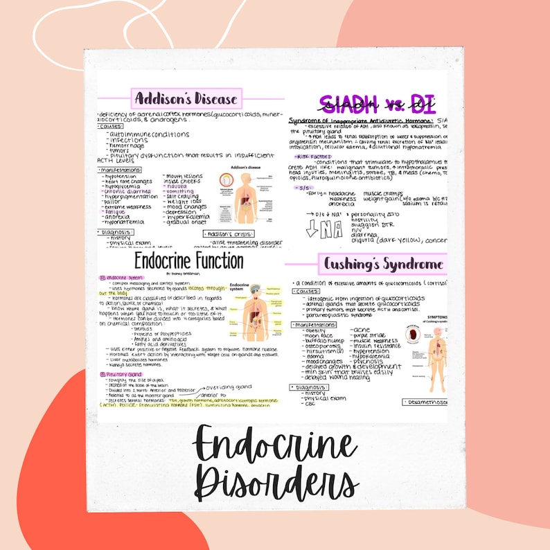 Endocrine | Nursing Notes - Etsy