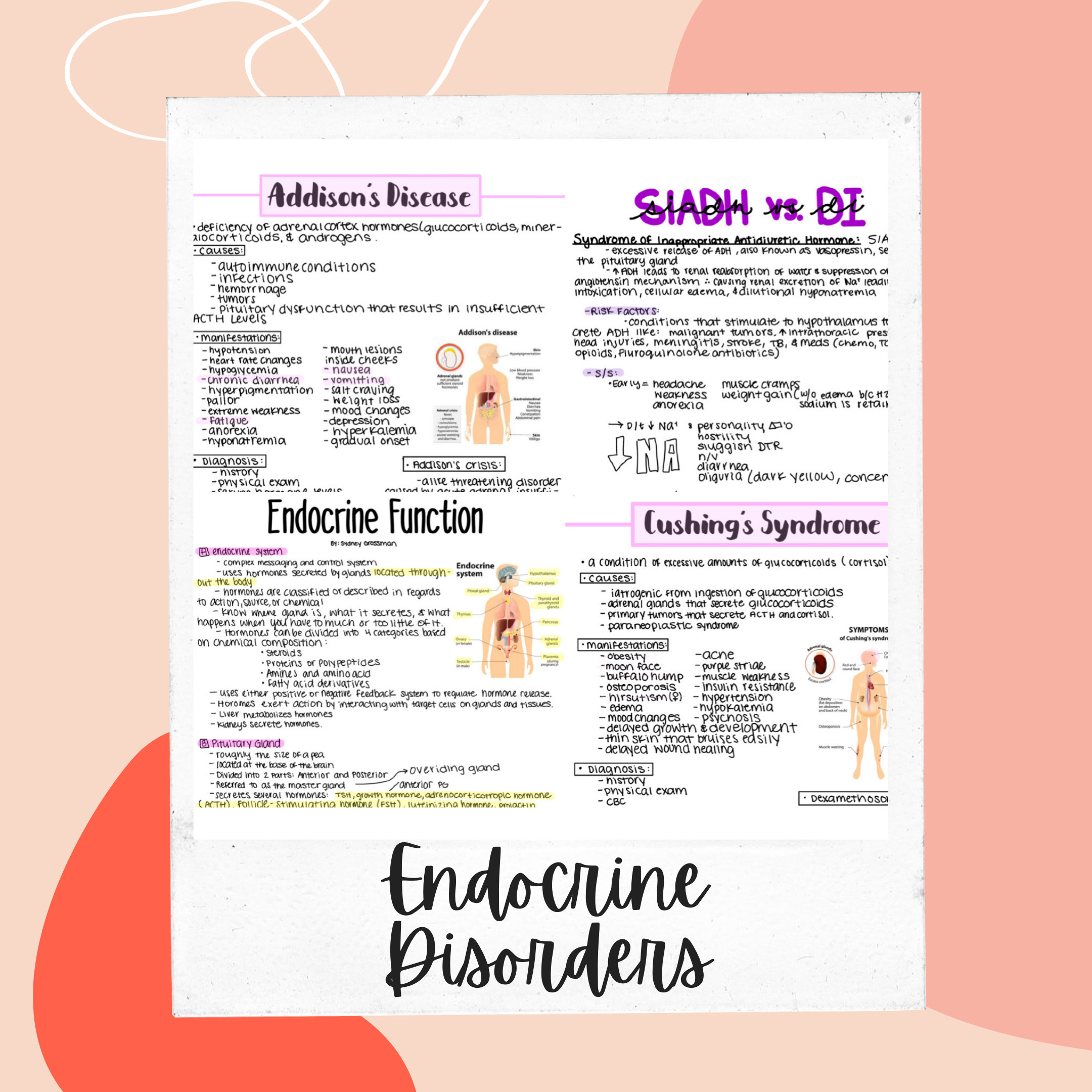 Endocrine | Nursing Notes - Etsy Endocrine | Nursing Notes - Etsy