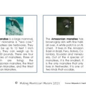 Types of Manatees Three Part and Definition Cards Montessori - Etsy