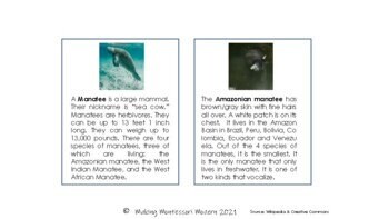 Types of Manatees Three Part and Definition Cards Montessori - Etsy