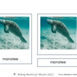 Types of Manatees Three Part and Definition Cards Montessori - Etsy