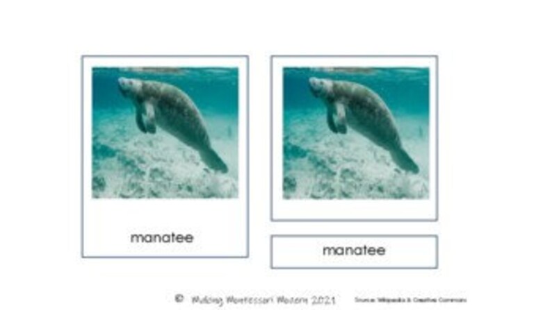 Types of Manatees Three Part and Definition Cards Montessori - Etsy