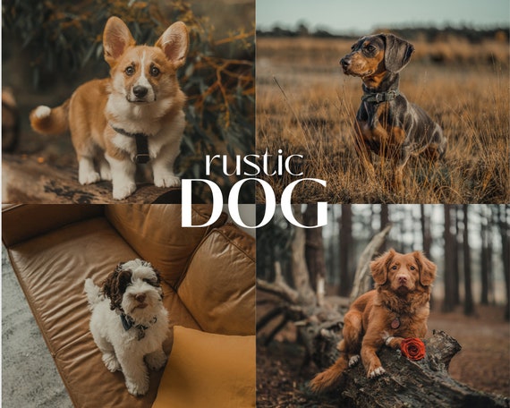 Photography Visual Arts Earthy Tones Pet Preset Filter Dog Influencer ...