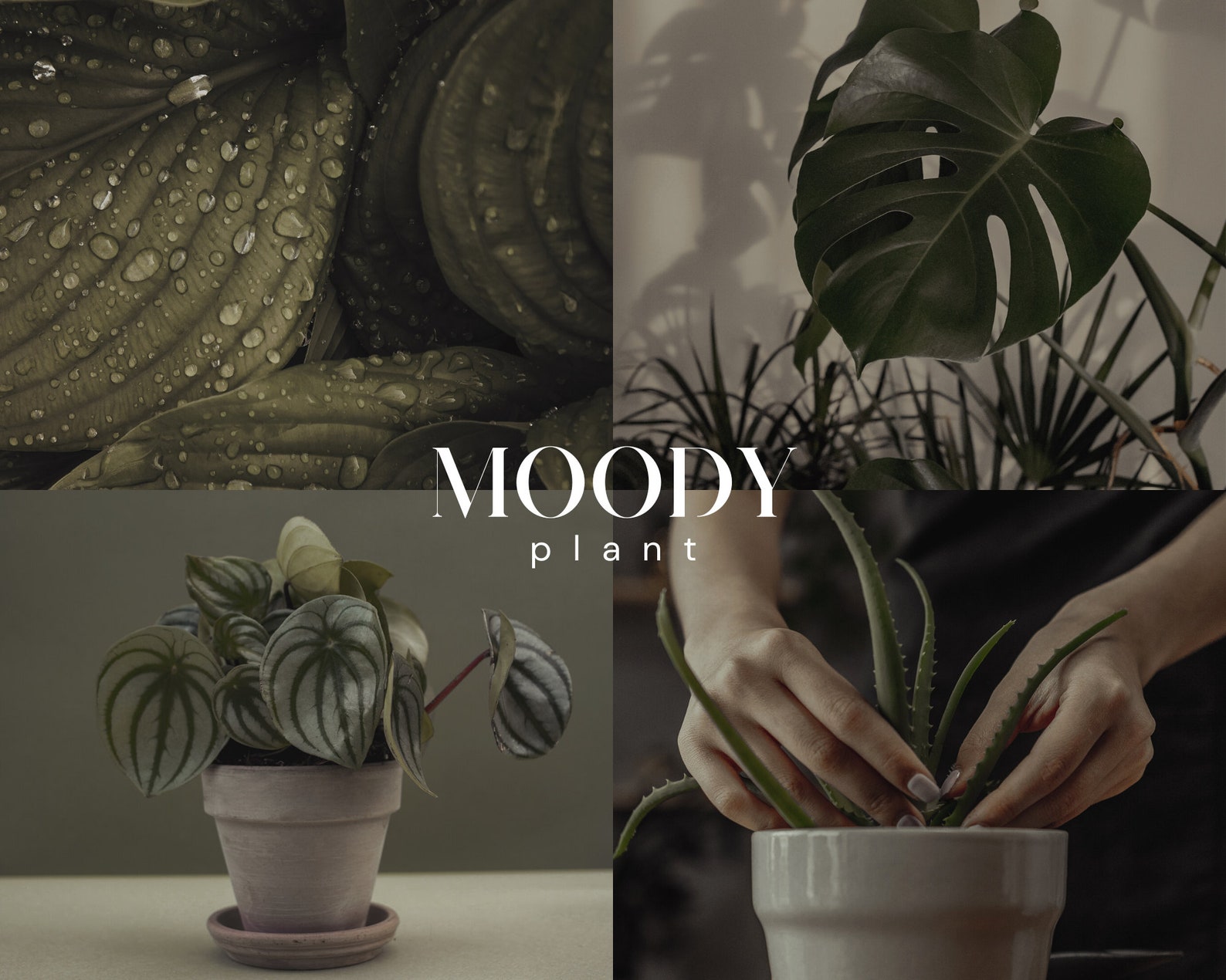 MOODY PLANT Lightroom Presets, 10 Mobile & Desktop Presets, Houseplant ...