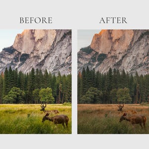 FOREST TONES Lightroom Presets, 10 Mobile & Desktop Presets, Spring ...