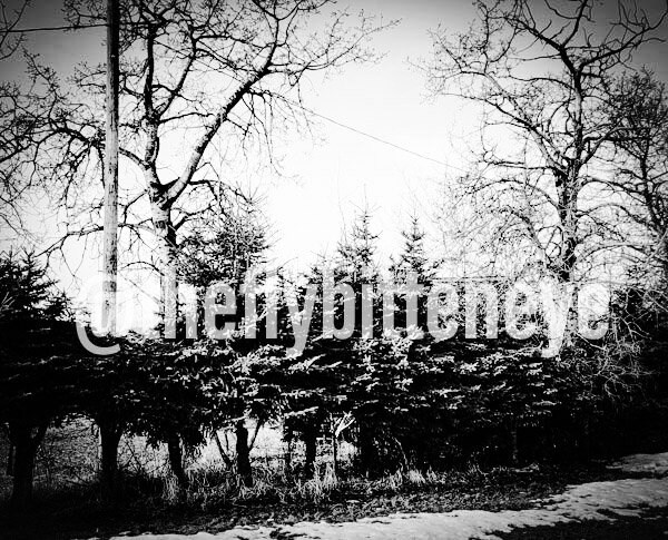 B&W Scary Farm Stockphoto Set 1 Halloween Spooky Photos for Graphic ...