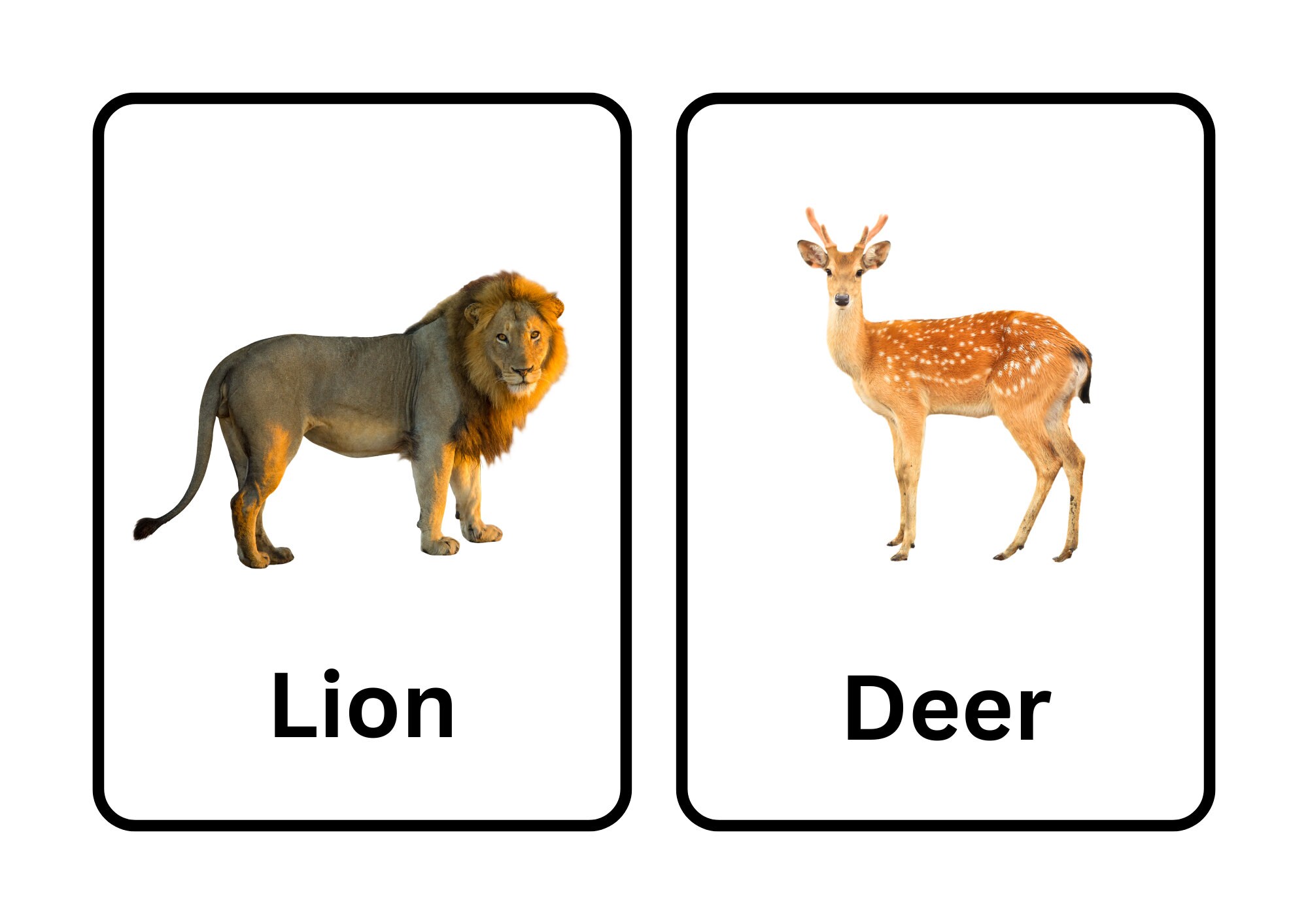 Animal Flashcards Wild Animals - Etsy