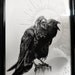 Two-headed Raven, Limited Print With Frame 18x24 Cm - Etsy