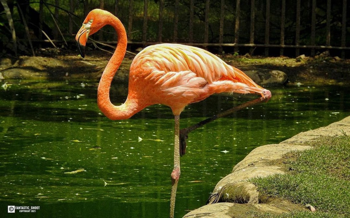 Gold Flamingo Necklace 14K Solid Gold Pink Enamel Necklace - Etsy