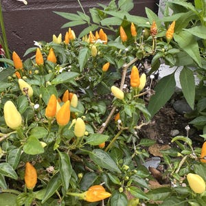 Ornamental Pepper - 20 Pcs Seeds - Super Spicy - Edible - Organic - Etsy