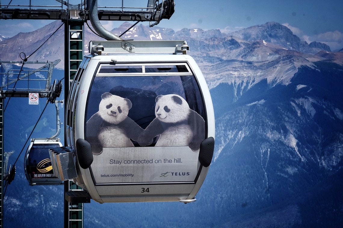 KICKING HORSE, Canada, Panda, Bear, Skiing, Travel, Valentines Gift ...