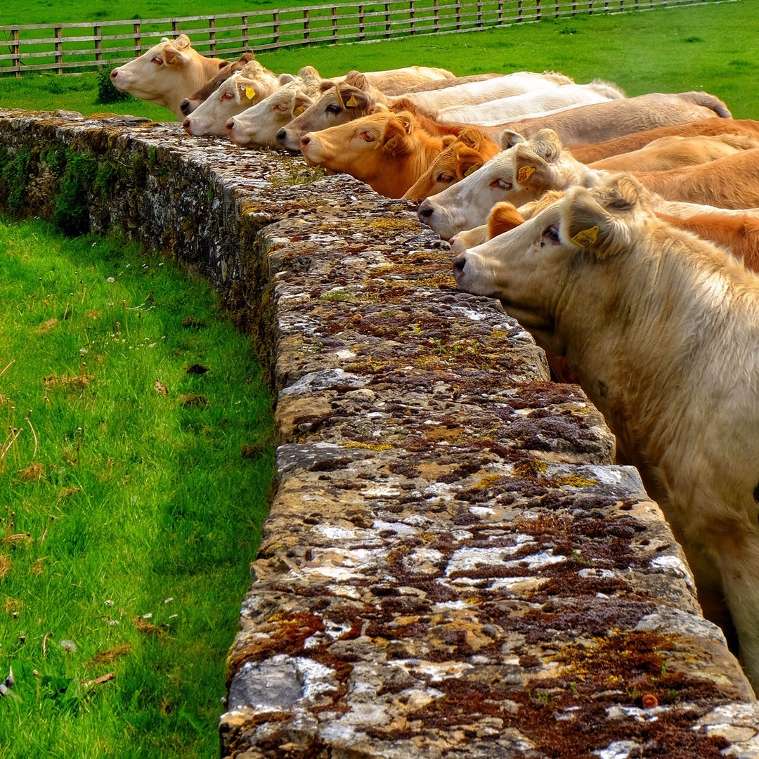 COW WATCH, Cows Looking Over a Stone Wall, Print, Photo, - Etsy