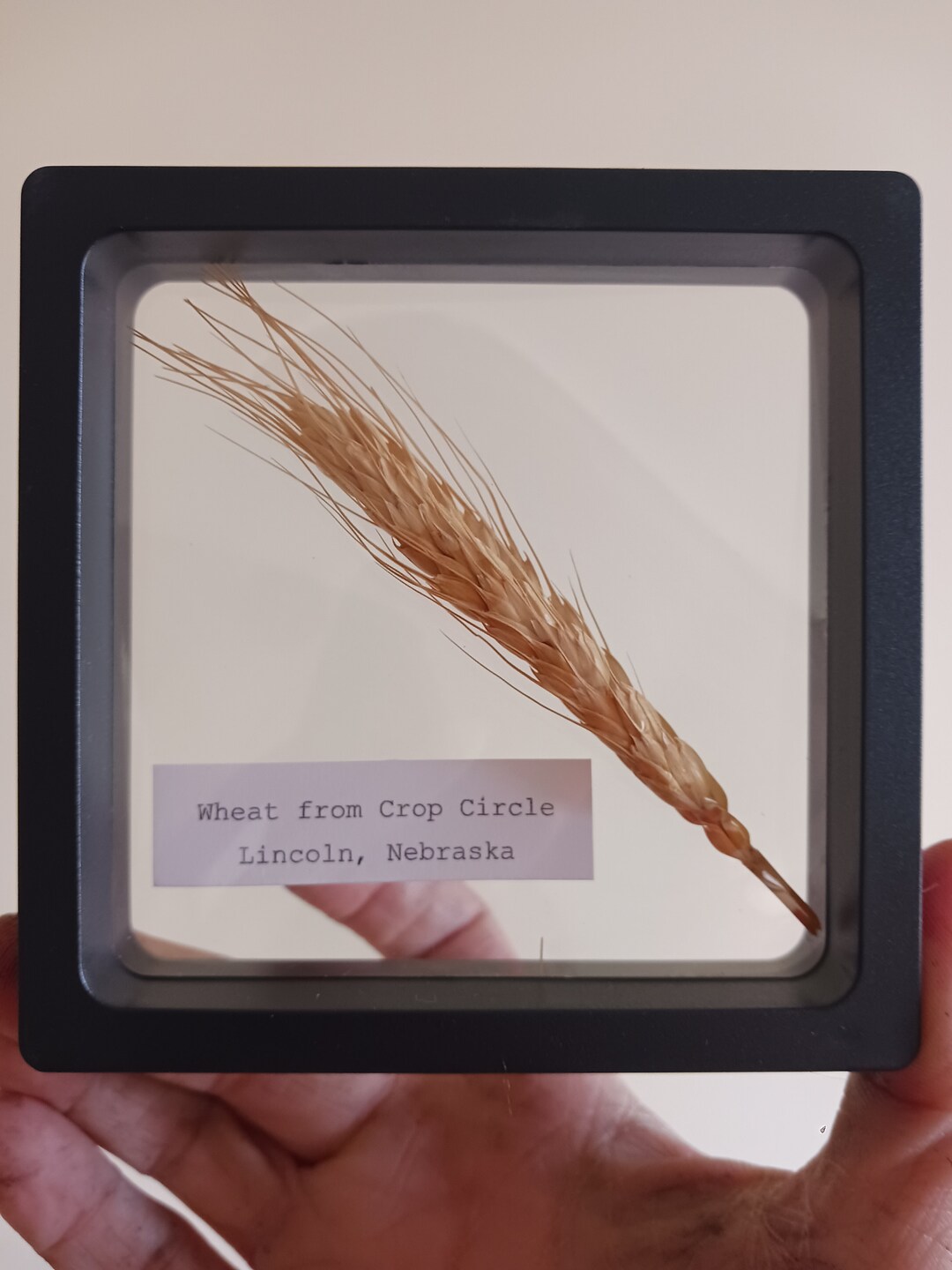 Wheat From a Crop Circle Relic Art Prop Replica - Etsy