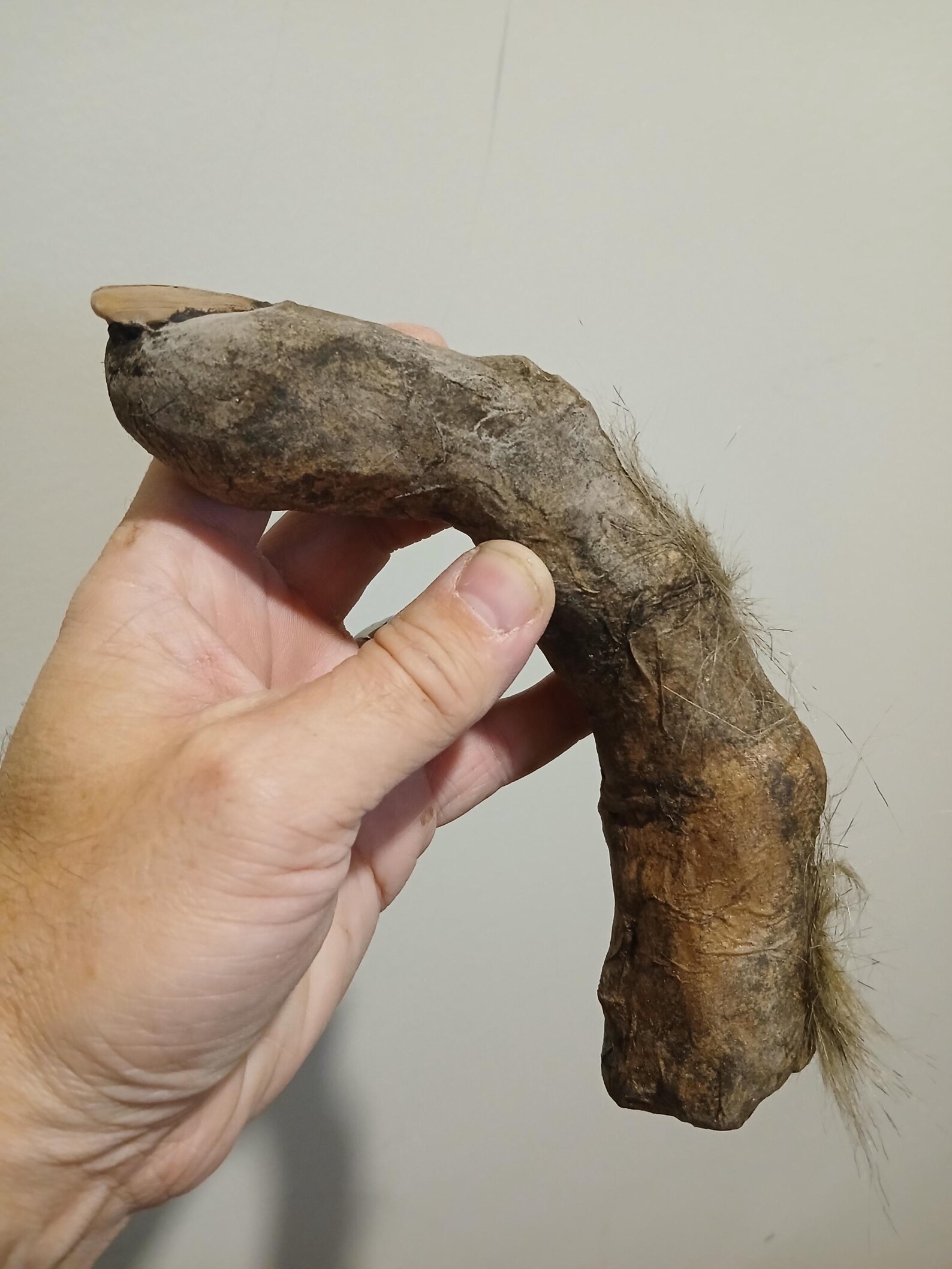 Bigfoot Finger Mummified Yeti Relic Sasquatch Sideshow Gaff Display - Etsy