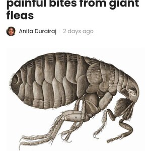 Giant Flea Check News Links including New York Times in Description for ...