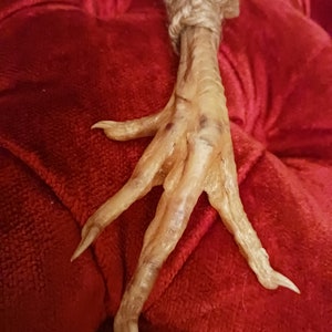 Chickenfoot Talisman Gris Gris Good Luck Charm - Etsy