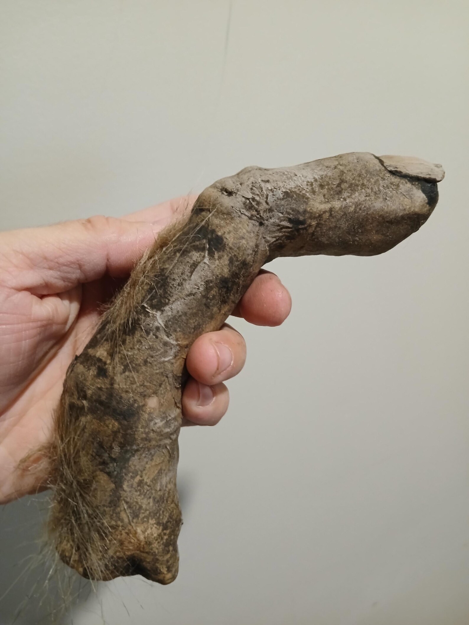 Bigfoot Finger Mummified Yeti Relic Sasquatch Sideshow Gaff Display - Etsy