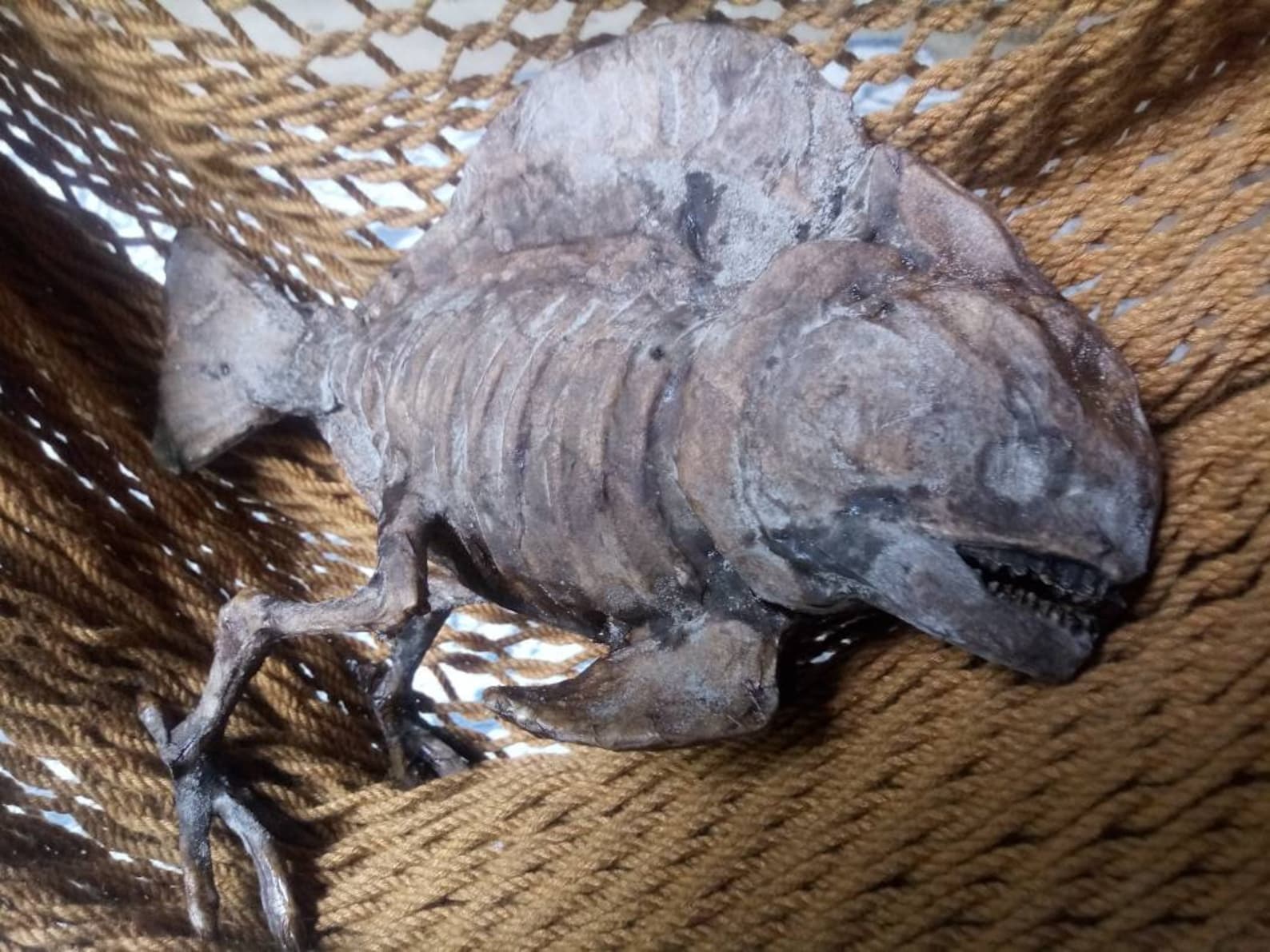 Darwin fish with legs dried specimen sideshow gaff sculpture | Etsy