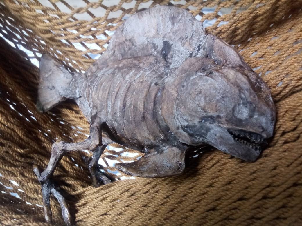 Darwin Fish With Legs Dried Specimen Sideshow Gaff Sculpture - Etsy ...