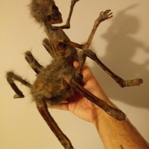 Half spider half human all Horror Spidora the spider girl | Etsy