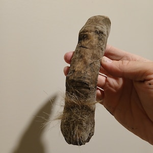 Werewolf Finger Mummified Relic Sideshow Gaff Display - Etsy