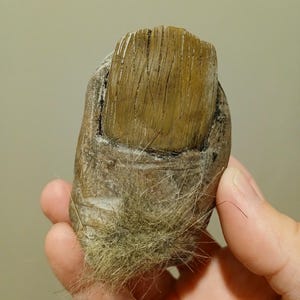 Bigfoot Toe Sasquatch High Quality Hand Sculpted Prop - Etsy