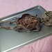 Alien Autopsy Specimen Realistic Mummified Prop - Etsy