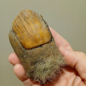 Bigfoot Toe Sasquatch High Quality Hand Sculpted Prop - Etsy