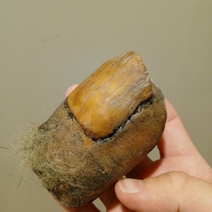 Bigfoot Toe Sasquatch Museum Quality Prop Hand Sculpted No Molds Are ...