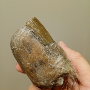 Bigfoot Toe Sasquatch Museum Quality Prop Hand Sculpted No Molds Are ...