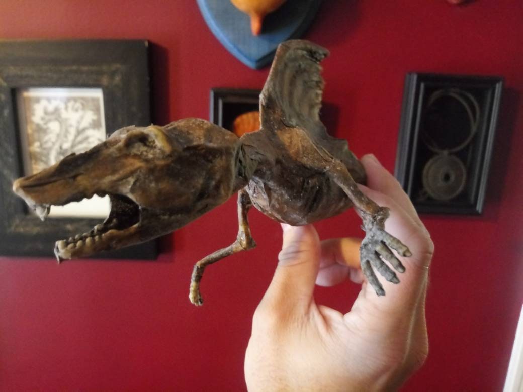 Mummified Sea Monster Fiji Mermaid Sewer Rat Sideshow Gaff | Etsy New ...