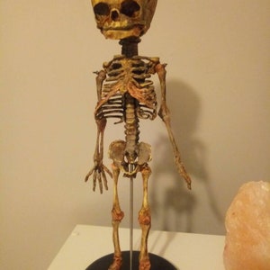 Baby Fetal Skeleton Replica Model - Etsy