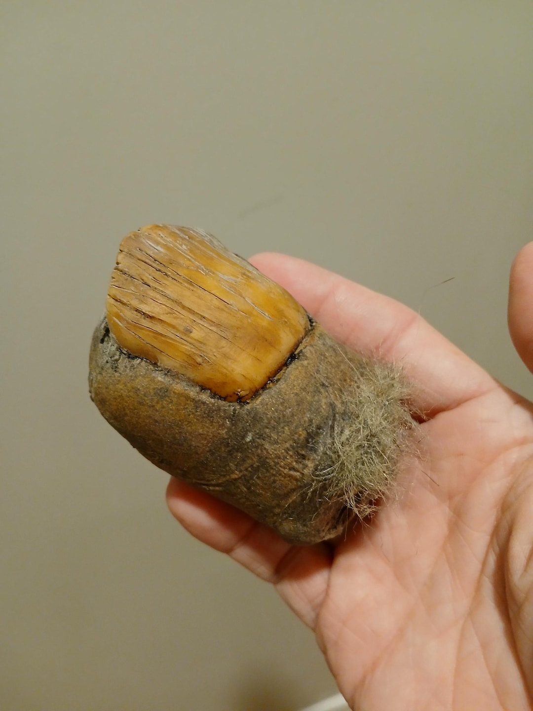 Bigfoot Toe Sasquatch High Quality Hand Sculpted Prop - Etsy