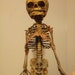 Baby Fetal Skeleton Replica Model - Etsy