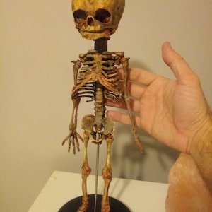 Baby Fetal Skeleton Replica Model - Etsy