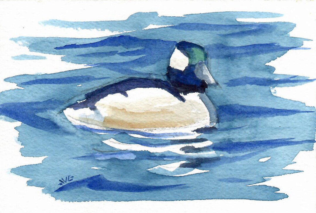 Bufflehead - 6" X 4"- Original Watercolor Sketch - Etsy