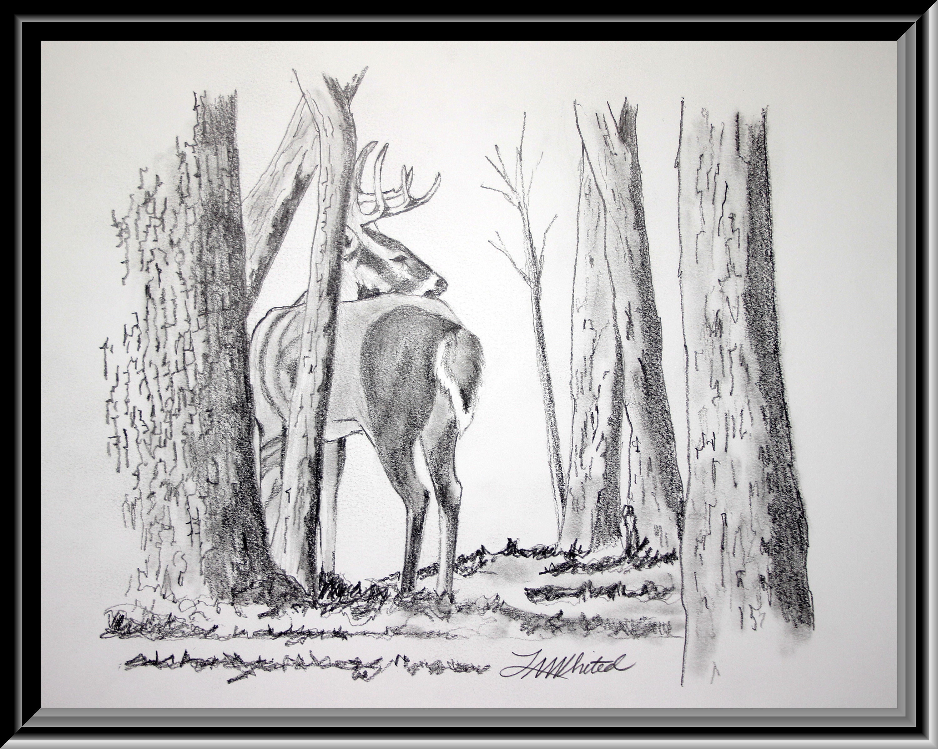 Whitetail Deer Line Drawing